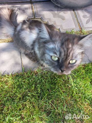 Кошка потеряшка ищет свой дом