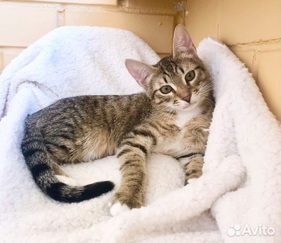 Необыкновенно яркий котенок Шейн в добрые руки