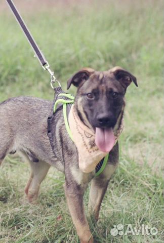 Добби ищет дом