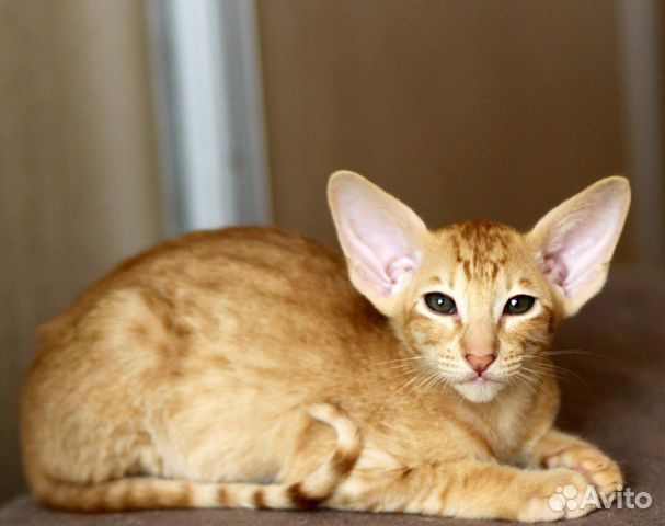 Ориентальный котенок