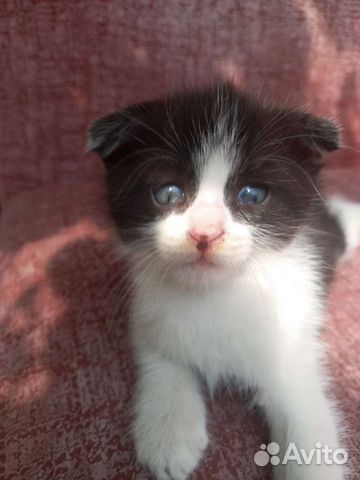 Котик Феликс