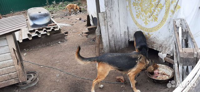 Собаки бесплатно в добрые руки щенки