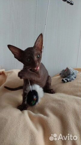 Гавана ори малышка