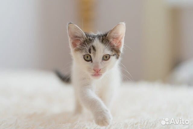 Тигренок альбинос с зелеными глазами в дар