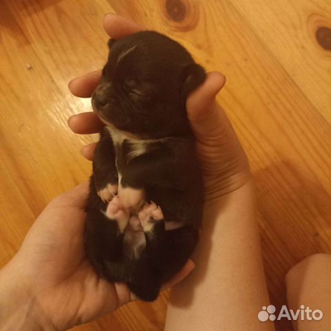 Собаки щенки
