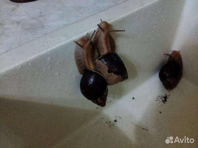 Улитки ахатины