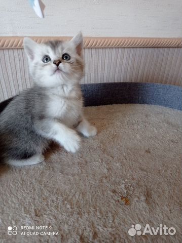 Котята британской серебристой шиншиллы