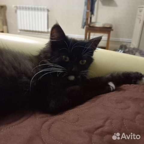 Котята в добрые руки бесплатно