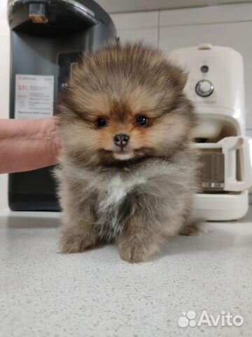 Рыж-соболь девочка