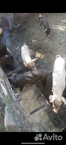 Поросенок ландрас