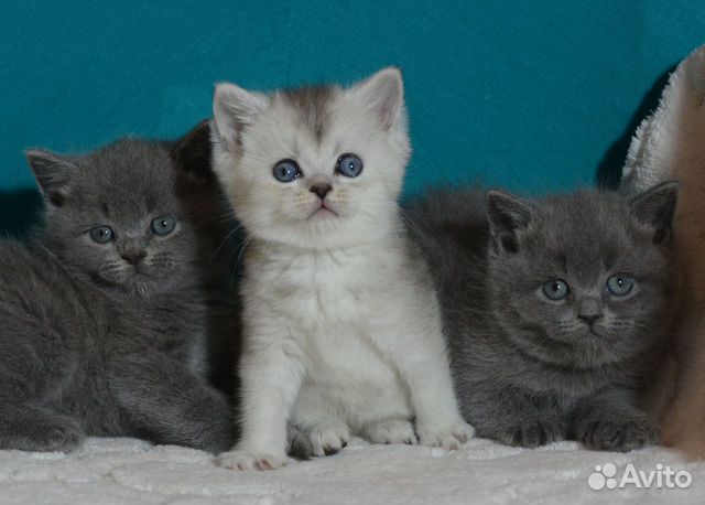 Британские котята