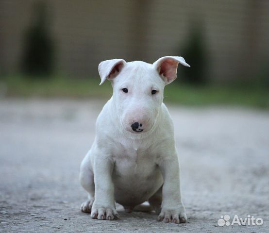 Минибультерьер мальчик 2.5 мес