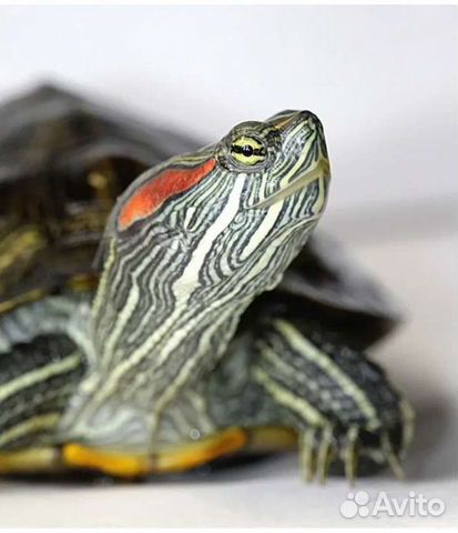 Крсноухая черепаха