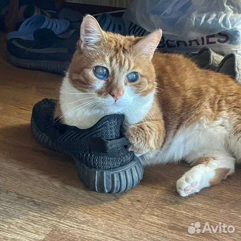 Кошка в дар бесплатно
