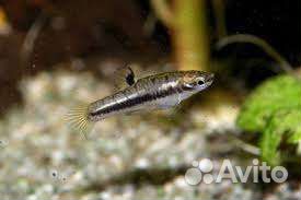 Формоза (Heterandria formosa)