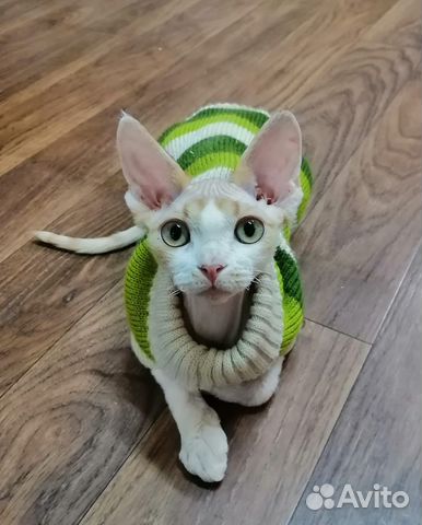 Девон рекс рыжий Коржик