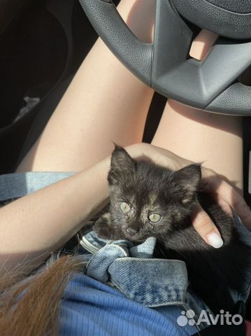 Котенок черепашка