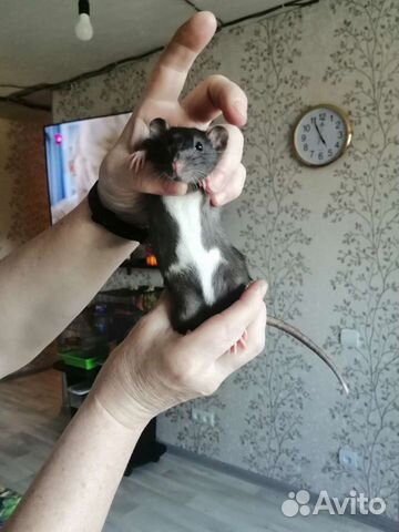 Отдам даром вместе с клетками