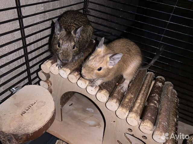 Чилийская белка дегу с клеткой