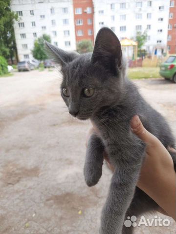 Котёнок