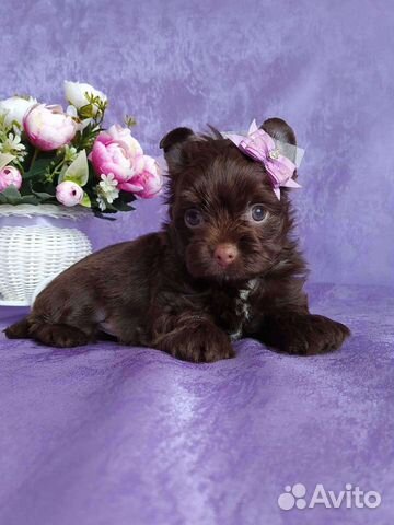 Шоколадный Йорк без подпала. Мальчик