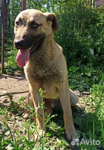 Щенок Рыжкин