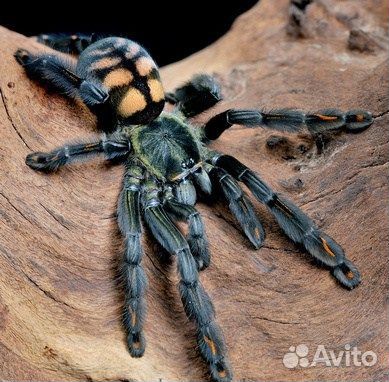 Паук птицеед Psalmopoeus irminia L2-3