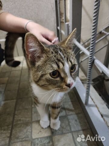 Отдадим кота в добрые руки