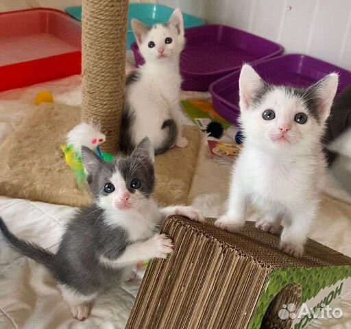 Малышата озорнята в добрые руки. Привезу