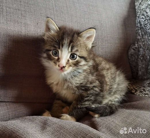 Котенок мальчик в добрые руки