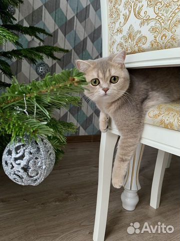 Шотландская кошка