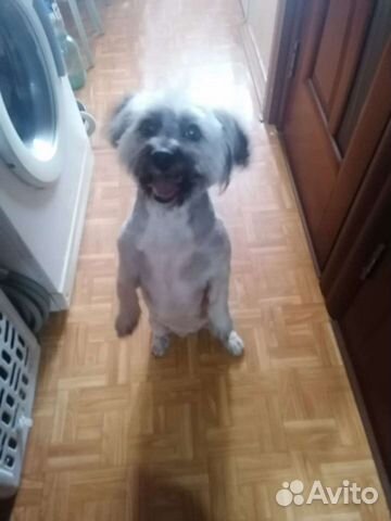 Собака в добрые руки отдам бесплатно