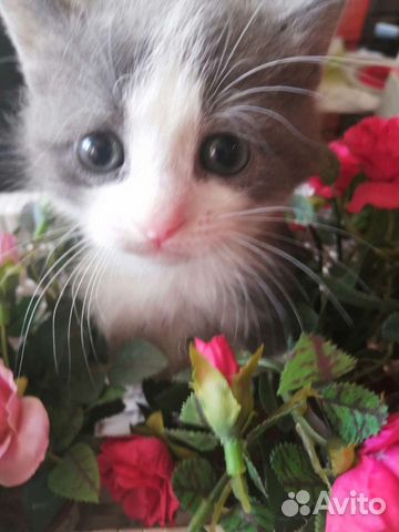 Котенок ищет семью