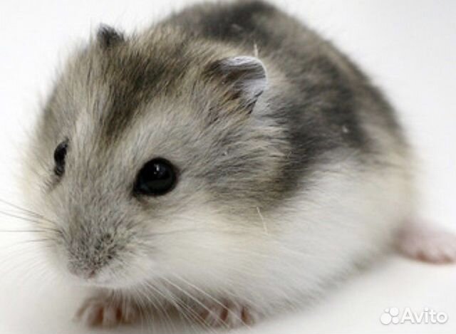 Джунгарские хомячки