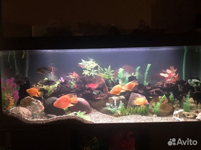 Рыба аквариумная попугай