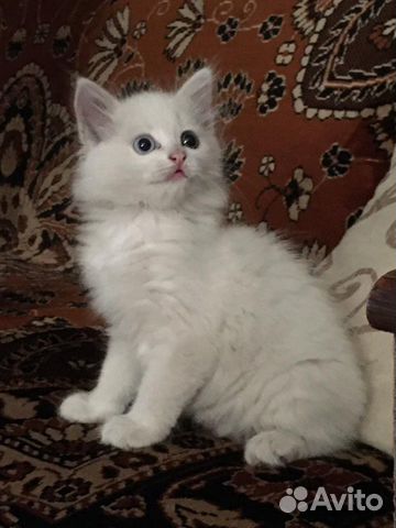 Отдам котенка в добрые руки