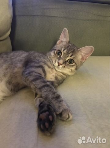 Сибирская кошка