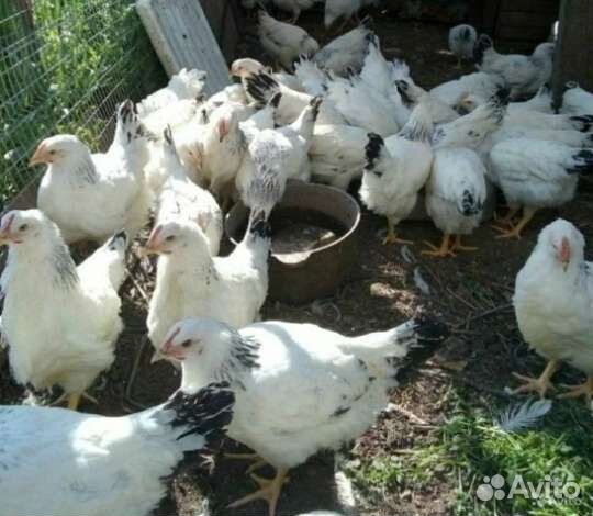 Куры молодки