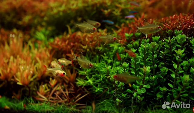 Набор аквариумных растений