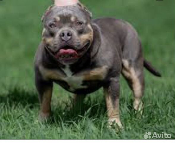 Американский булли покет