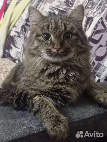 Сибирские котята