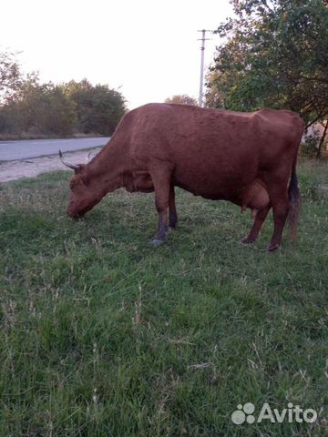 Корова дойная