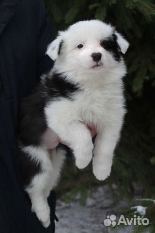 Бордер колли девочка