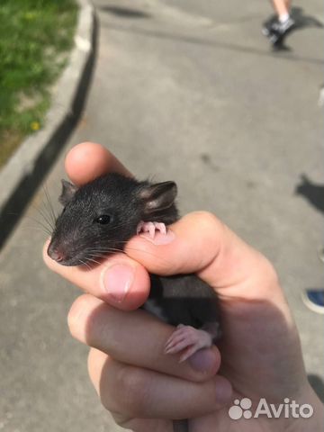 Крыски дамбо