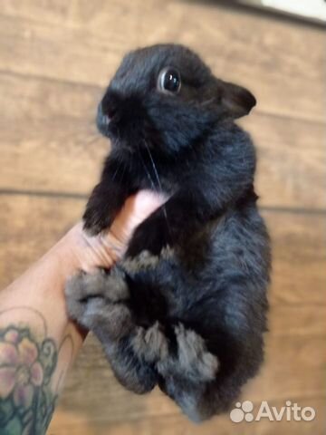 Крольчата карликовые домашние