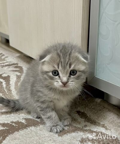 Штландский вислоухий котенок