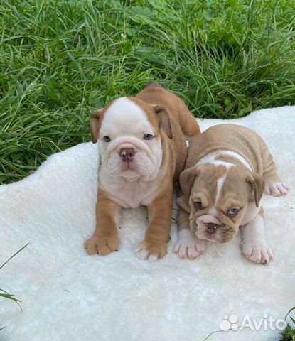 Супер Детки Англичане