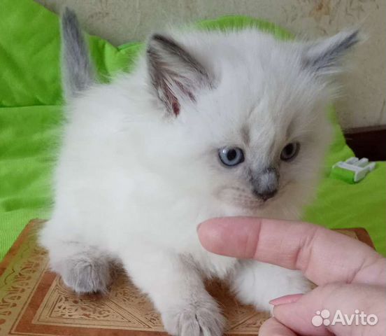 Невские маскарадные котята
