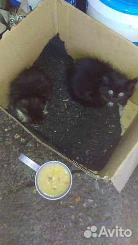 Отдам котенка в добрые руки
