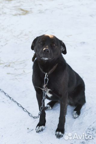 Собака Бонничка ждёт любящую Семью